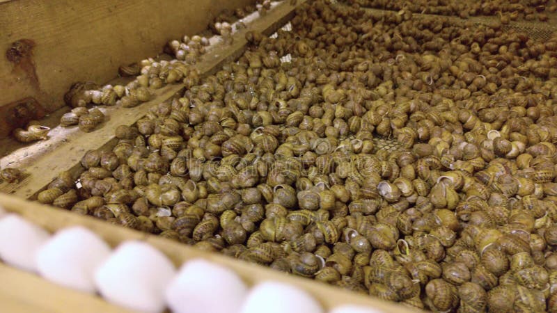 Farm Growing Snails stock footage. Video of natural - 234478064