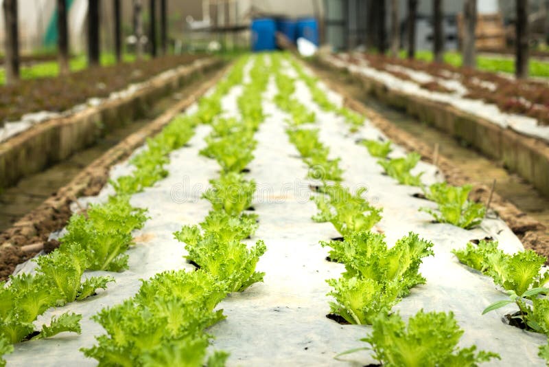 Farm Growing Vegetables Indoors Stock Photo - Image of farming, growth ...
