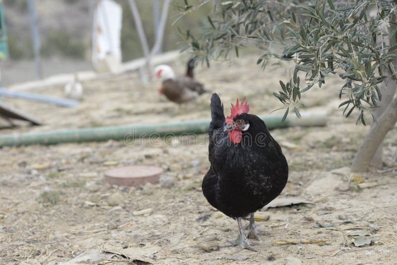 Hen picking in the farm stock photo. Image of pick, farm - 239831746
