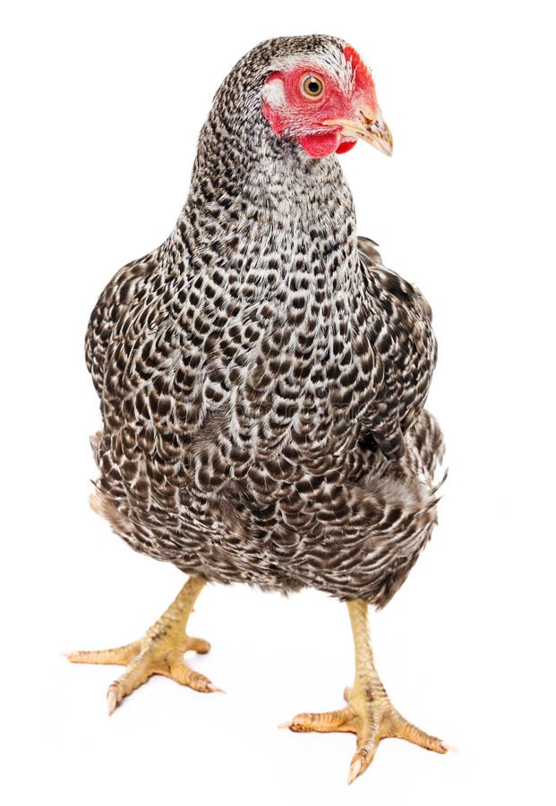 Pekin Bantam Cross Breed stock photo. Image of black - 12600912