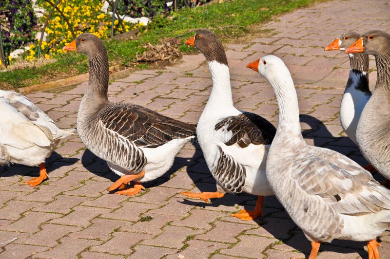 Herd of goose walking stock image. Image of brown, feathering - 131338979