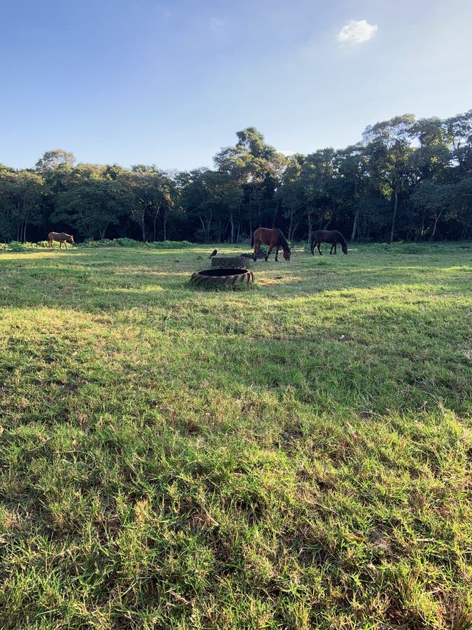 Farm of Horses in South of Brazil Stock Photo - Image of colors, green ...