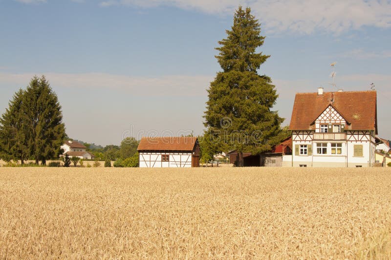 Farm House and Barn with Wheat Field Stock Image - Image of grain ...