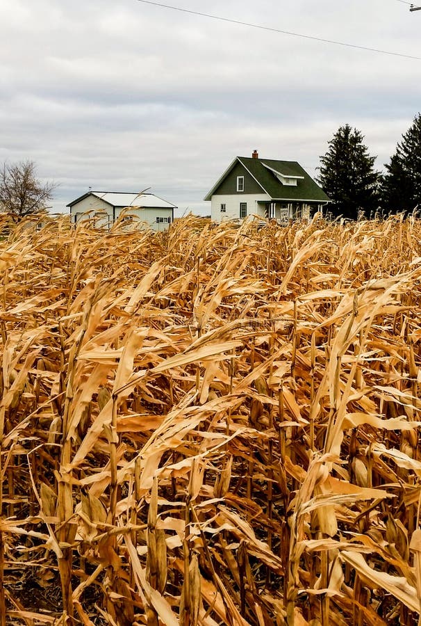 Farm House and Corn Field on Fall Day Stock Image - Image of farm ...