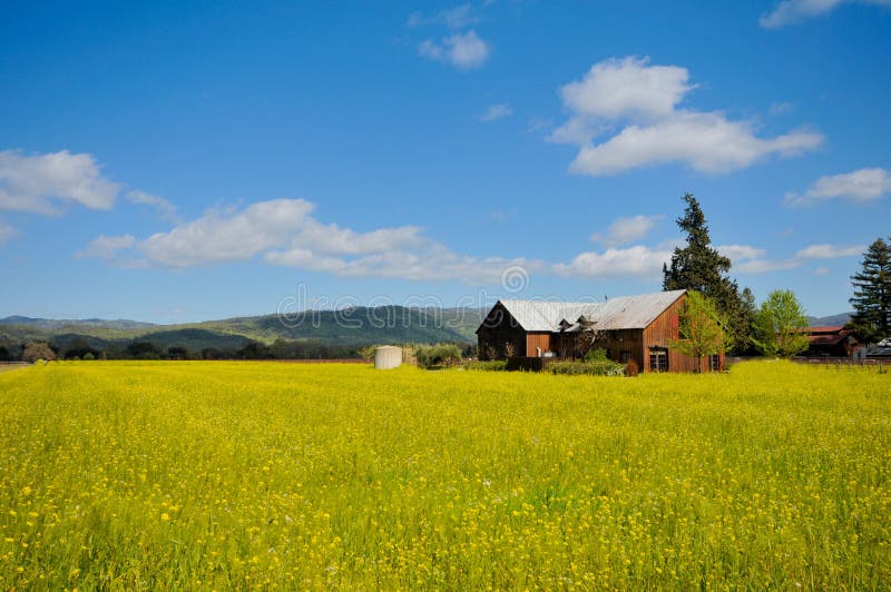 Farm House in a Field of Yellow Flowers Stock Image - Image of tree ...