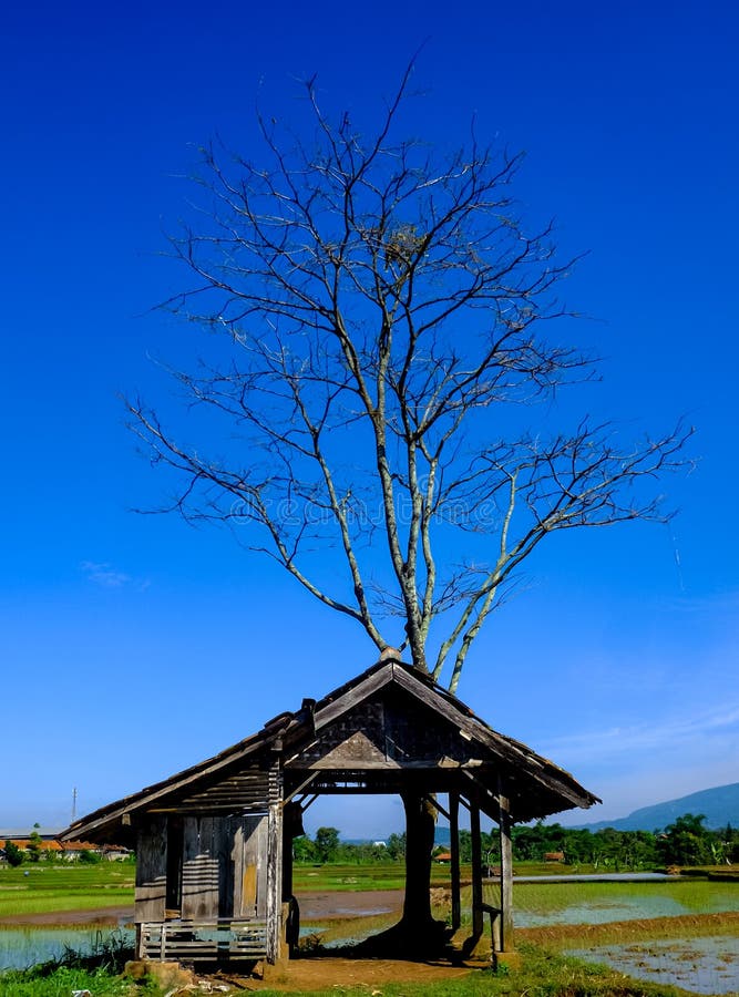 Farm house in fields stock image. Image of branch, tower - 216362557
