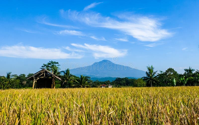 Farm house in fields stock image. Image of horizon, plain - 216723849