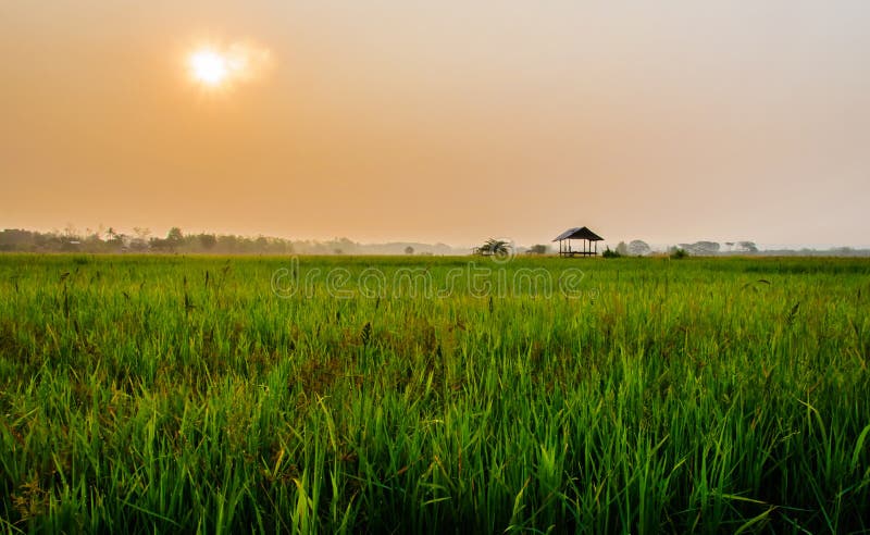 Farm house morning stock image. Image of cereal, agriculture - 39971097