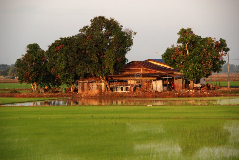 Farm house, paddy field stock photo. Image of cloud, nature - 2315084