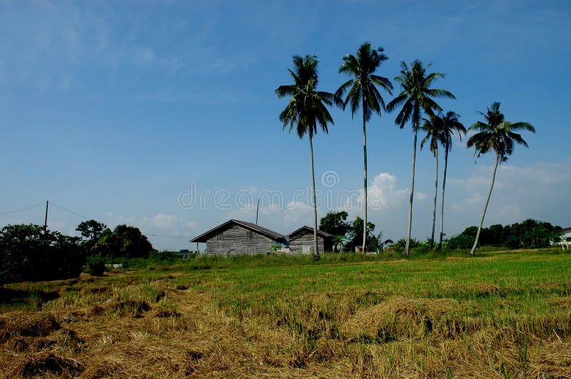 Farm house, paddy field stock image. Image of rice, landscape - 2684729