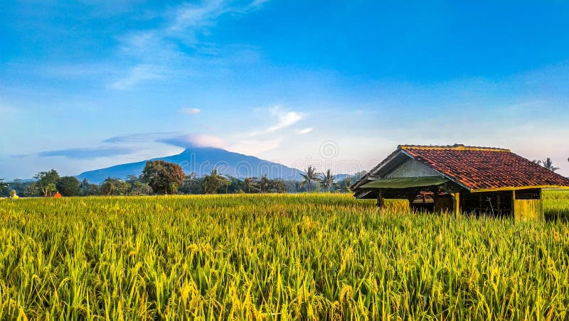 Farm House in the Rice Fields Stock Photo - Image of food, house: 216463962