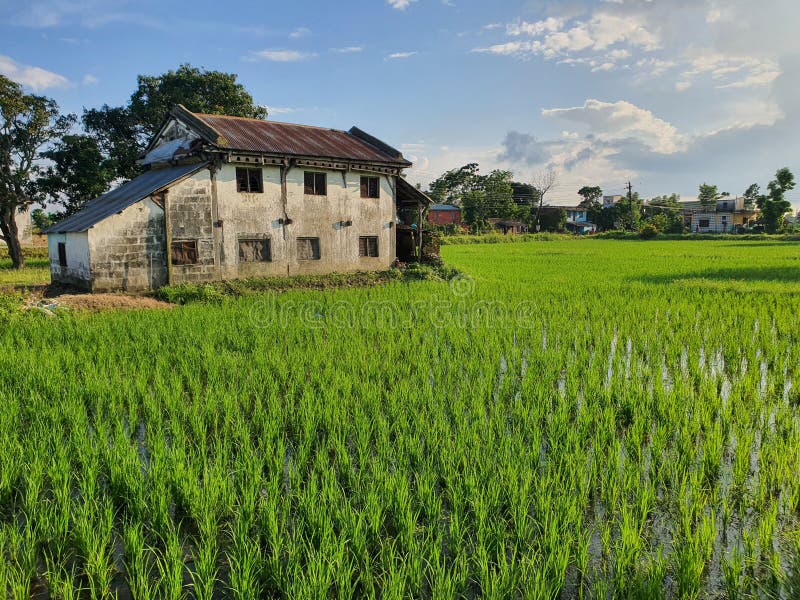Farm House Surrounded by Rice Field Stock Image - Image of crop, green ...