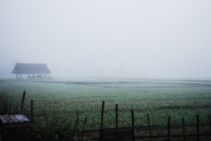 Farm Hut in Mist of Rice Field Stock Image - Image of asia, mountain ...