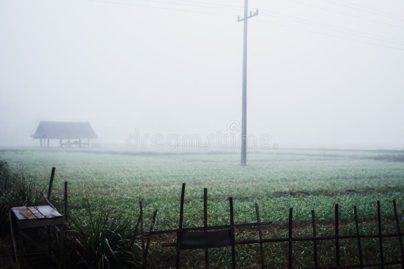 Farm Hut in Mist of Rice Field Stock Photo - Image of agriculture, food ...