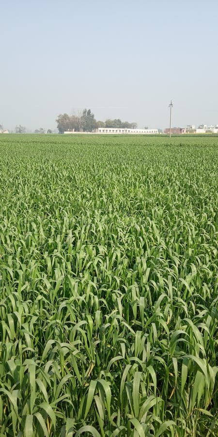 Farm Indian Beautiful Green Farm Stock Image - Image of farmer, field ...