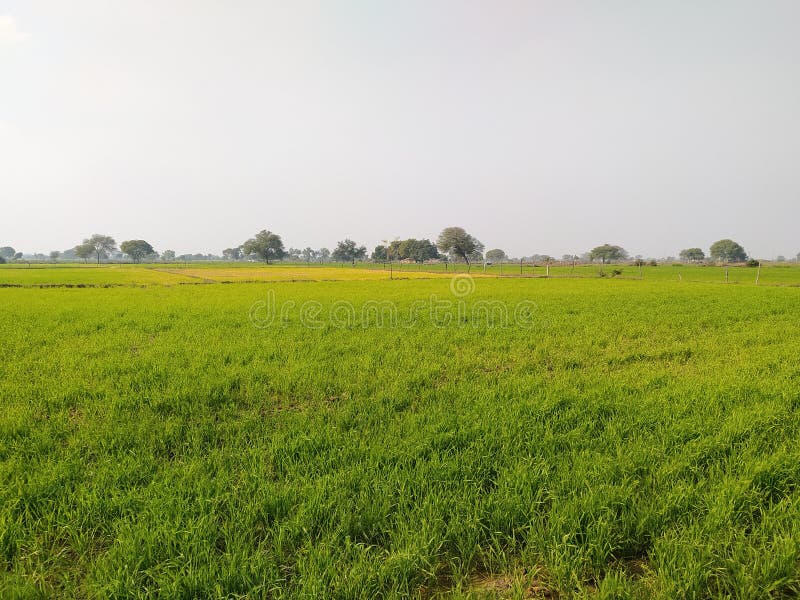 Farm in a indian village stock image. Image of green - 173120607