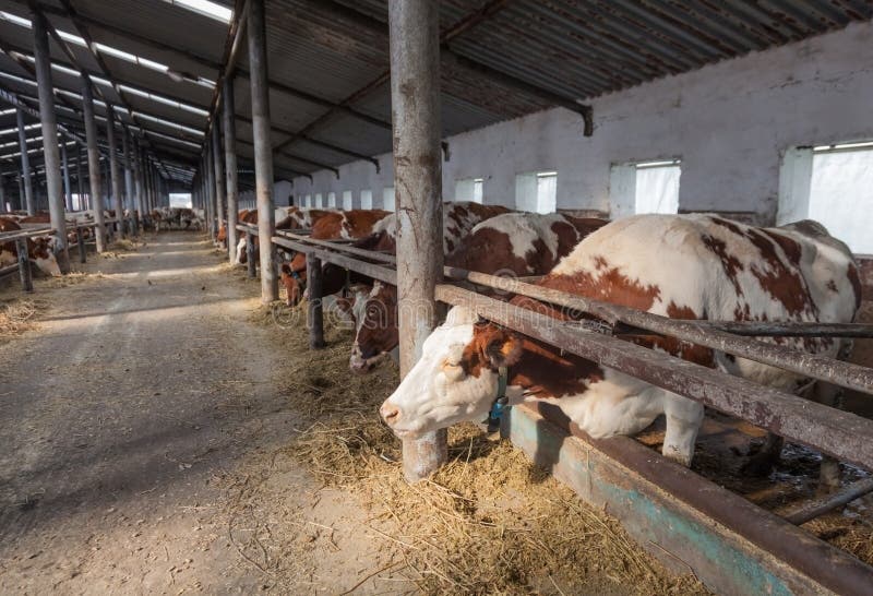 Farm for Cattle Inside during Stock Image - Image of livestock, farms ...
