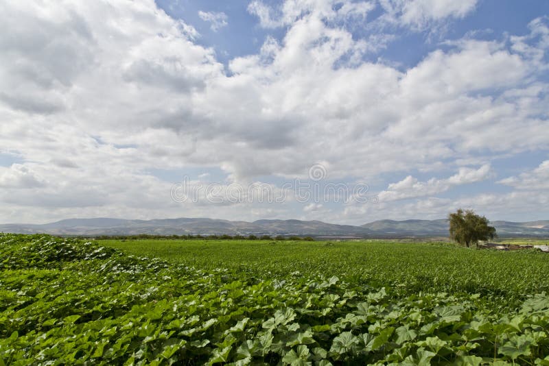 Farm in Jordan in spring stock image. Image of clouds - 43802157