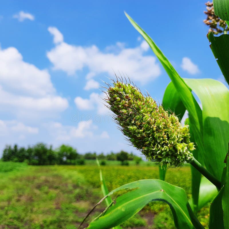 Farm jowar plant stock photo. Image of lawn, plant, crop - 254850486