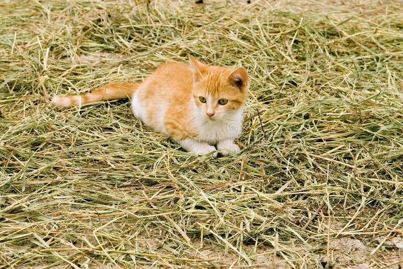 Farm Kitten stock image. Image of barn, white, mammal - 3443895