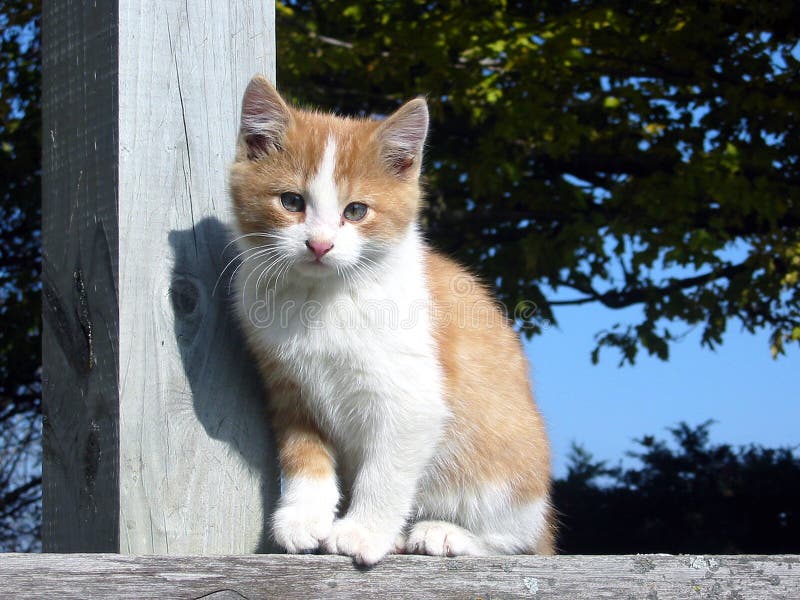 Yellow Kittens stock image. Image of baby, pets, animal - 691069