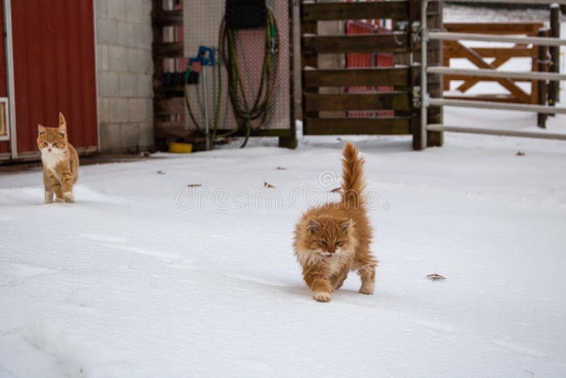 Farm Kittens in the Snow stock image. Image of outside - 210728897