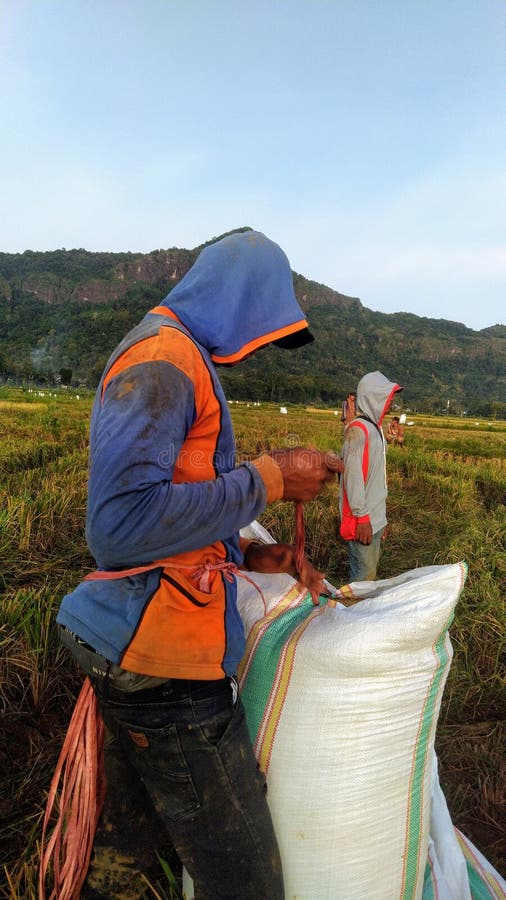 Farm laborer activity editorial photography. Image of middle - 244118587