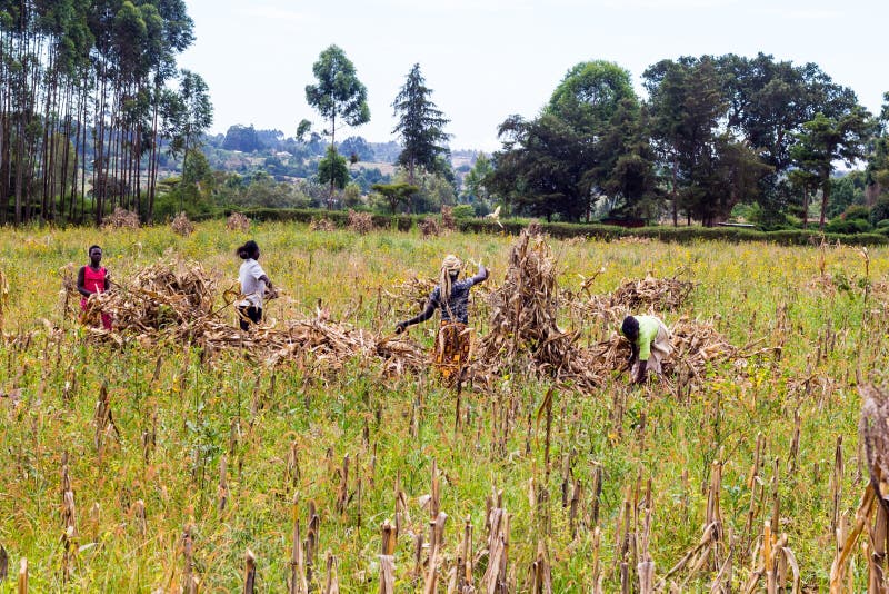 Farm Laborers editorial stock photo. Image of nutrition - 60461348