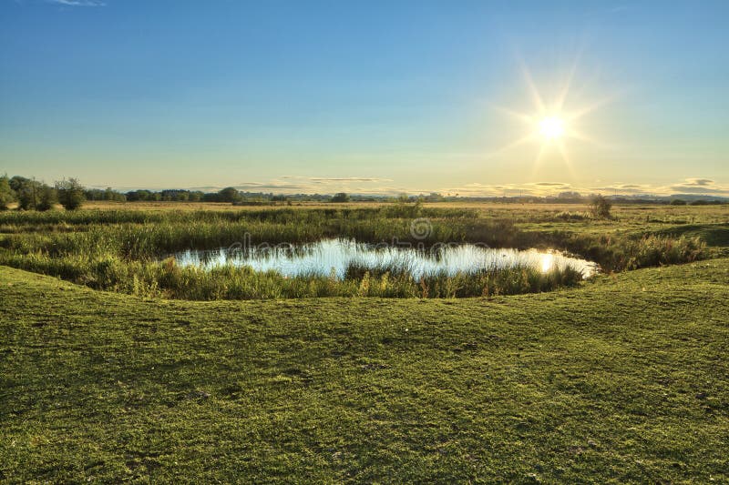 Cypress bough stock image. Image of plant, closeup, cypress - 37236467