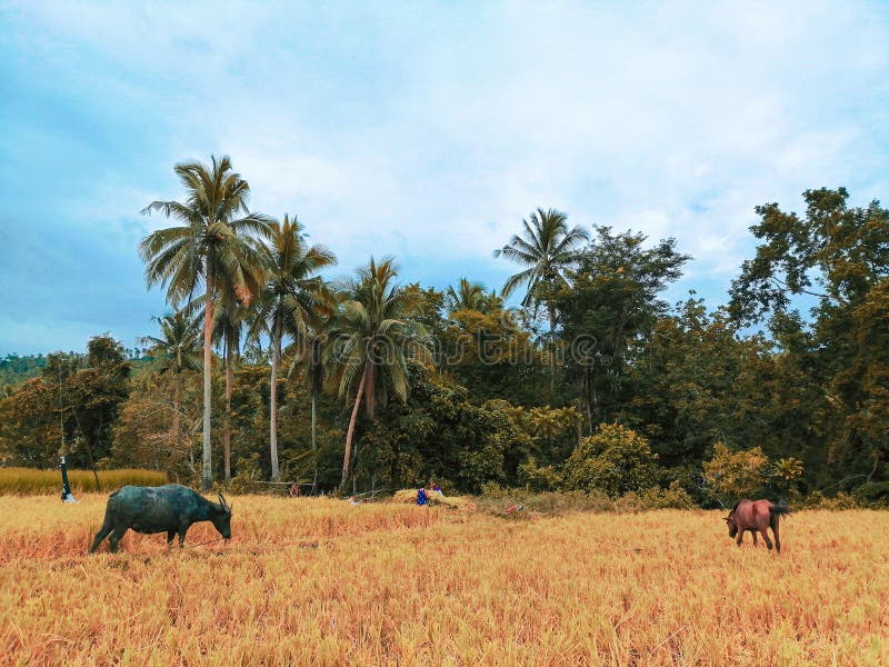 Agriculture in Asia, Corn Plantations Stock Photo - Image of farm, land ...