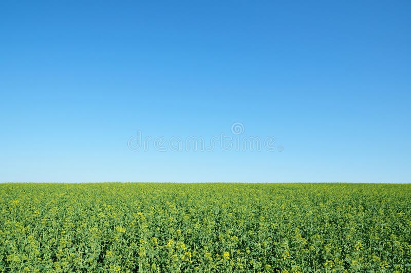 Farm Land Crops and Vivid Blue Sky Stock Image - Image of agricultural ...