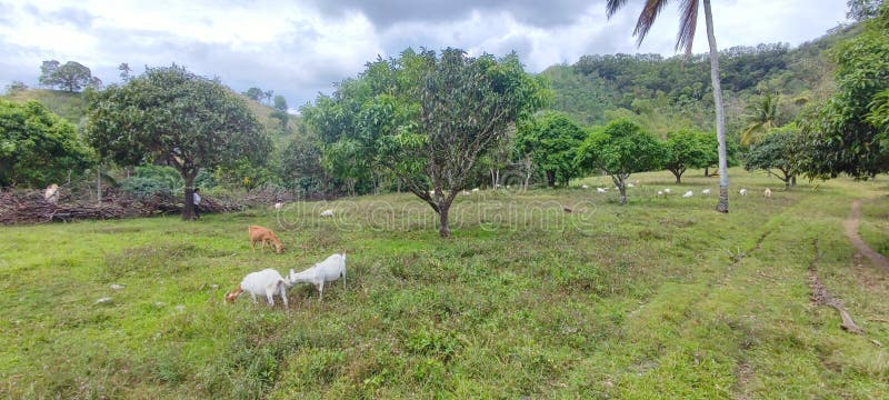 Farm Land in the Philippines_003 Stock Photo - Image of philippines ...