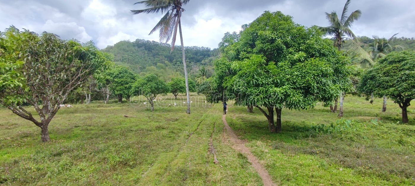 162 Mango Farm Philippines Stock Photos - Free & Royalty-Free Stock ...