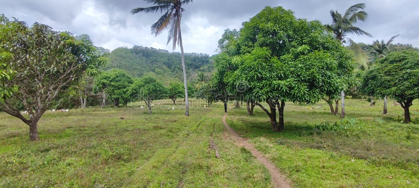 162 Mango Farm Philippines Stock Photos - Free & Royalty-Free Stock ...