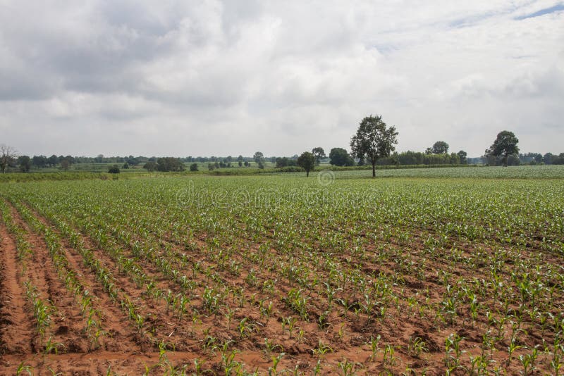 Farm land stock image. Image of asia, agriculture, field - 32950191