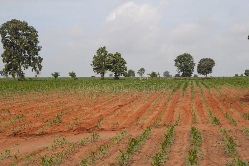 Agriculture in the Negev Desert Israel Editorial Photo - Image of ...