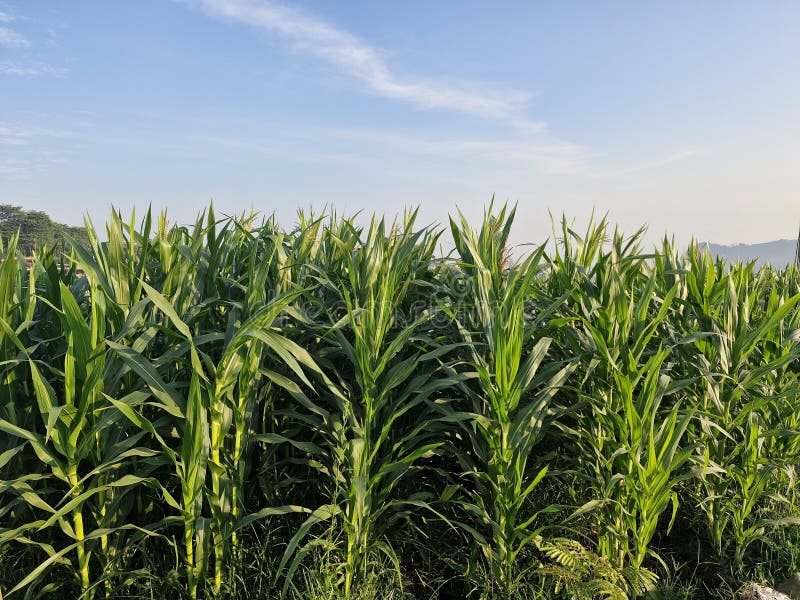 Farm Landscape with Baby Corn Plant Stock Image - Image of farm ...