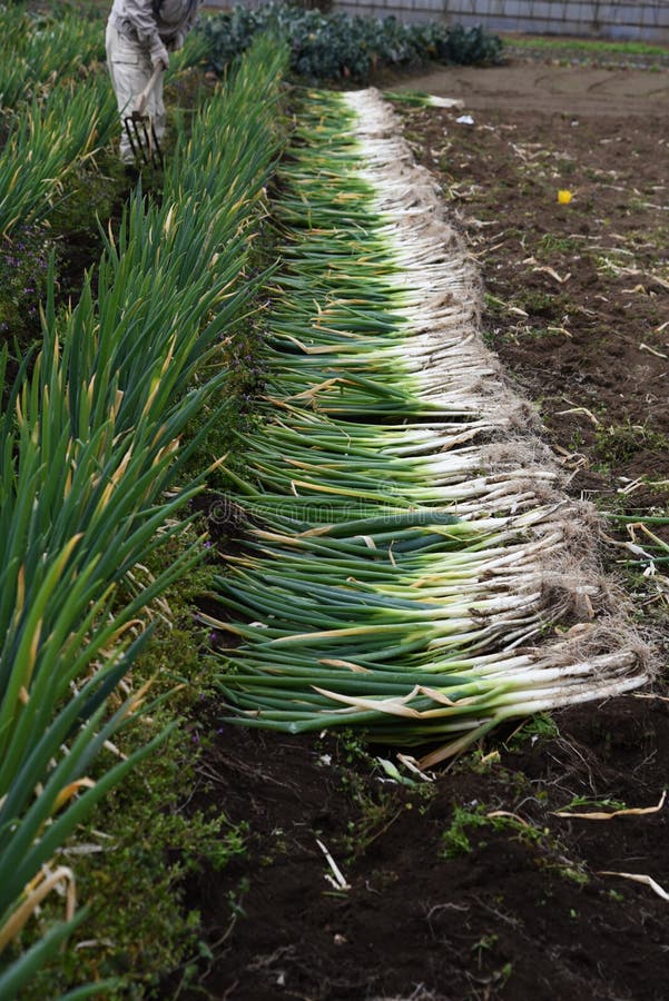 Japanese leek stock image. Image of green, leeknbackground - 106523033