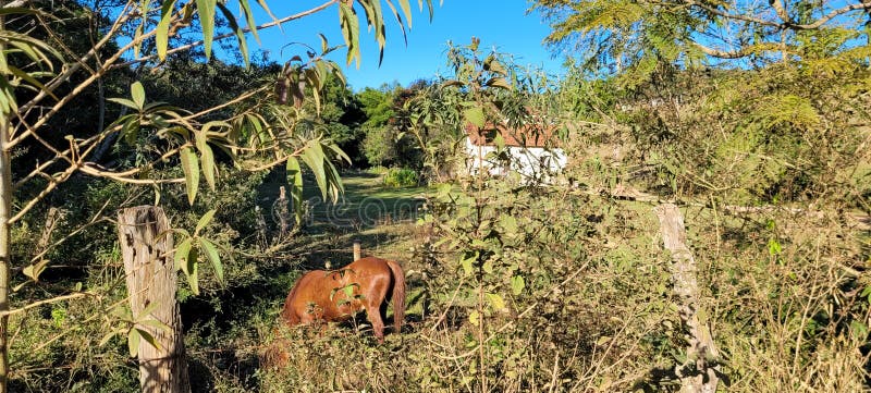 Farm Landscape View in the Countryside of Brazil Stock Photo - Image of ...