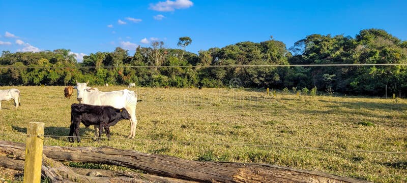 Farm Landscape View in the Countryside of Brazil Stock Image - Image of ...