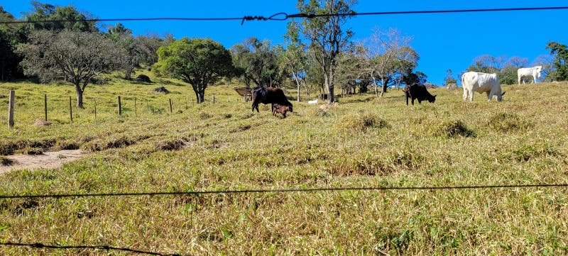 Farm Landscape View in the Countryside of Brazil,cow with Calf, Shadow ...