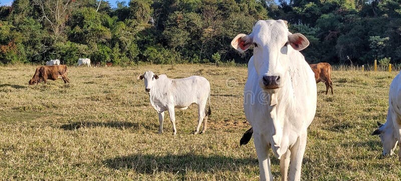 Farm Landscape View in the Countryside of Brazil,cow with Calf, Shadow ...
