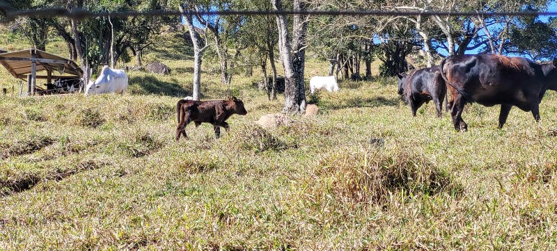 Farm Landscape View in the Countryside of Brazil,cow with Calf, Shadow ...
