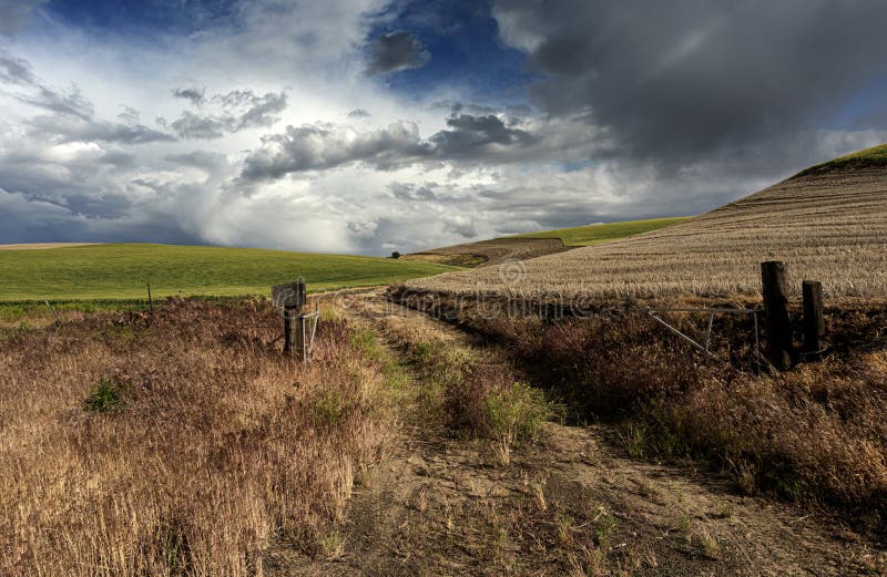 Farm Lane in Eastern Oregon Surrounded by Wheat Fields Taken in Spring ...