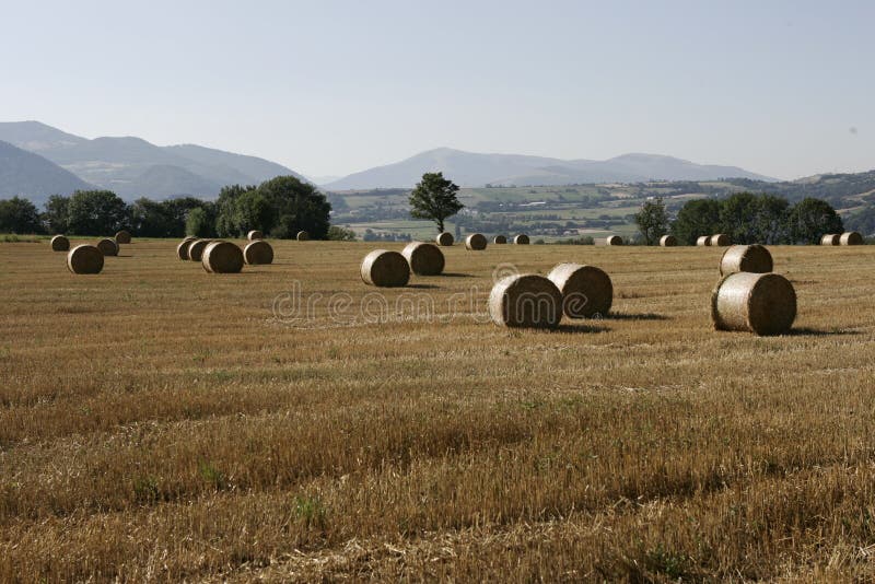 Farm life stock image. Image of mountain, switzerland - 7487583