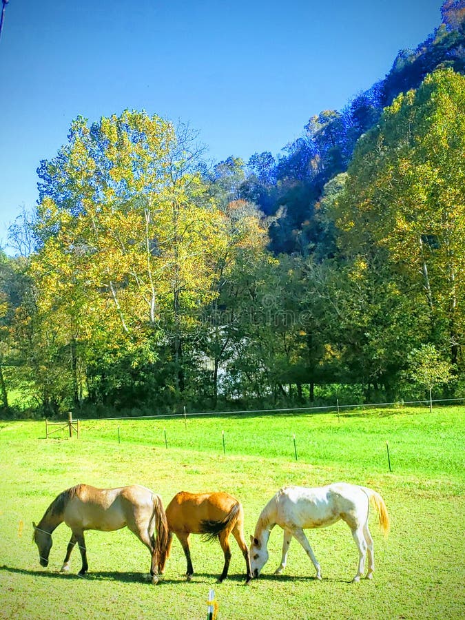 Farm Life Beauty stock photo. Image of woodland, grazing - 204640648
