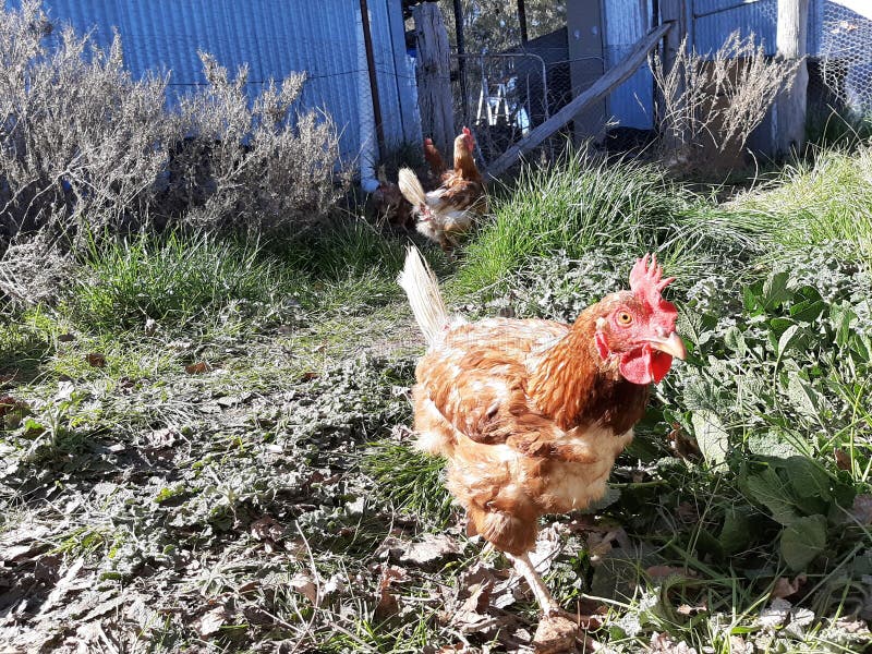 Farm life stock photo. Image of life, chickens, plants - 157111062