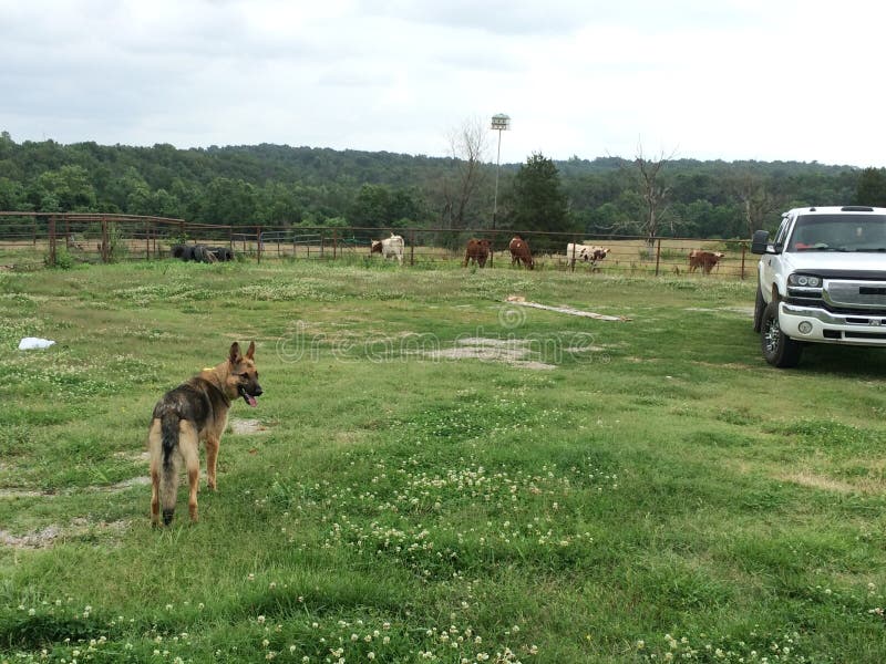 Farm life stock image. Image of truck, cows, life, farm - 43178071