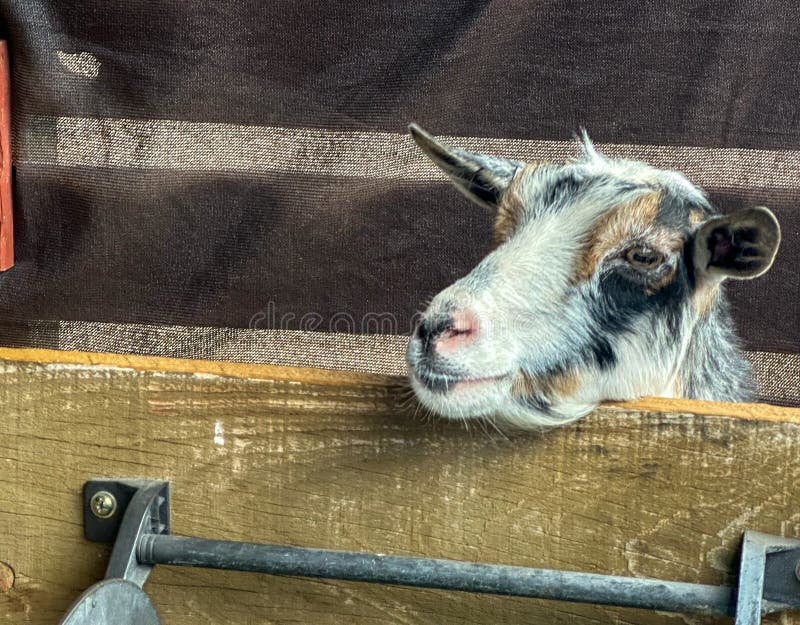 Farm Life stock image. Image of goat, silly, farm, curious - 333551087