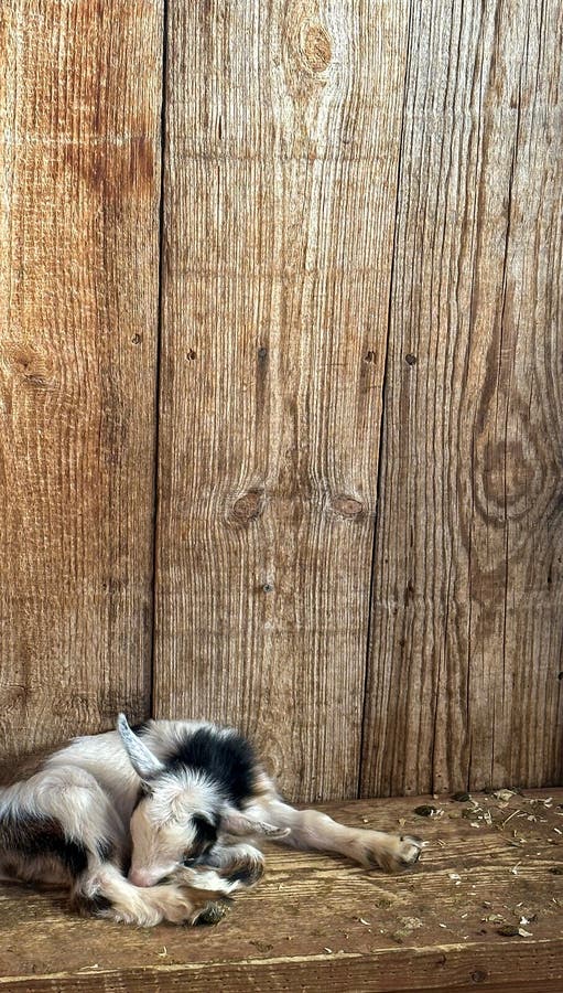 Farm Life stock photo. Image of goat, farm, baby, life - 333551064